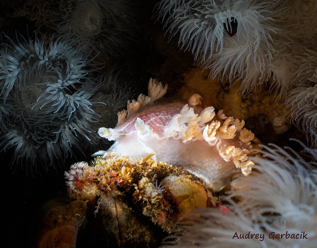Washington & British Columbia — Colors of the Sea