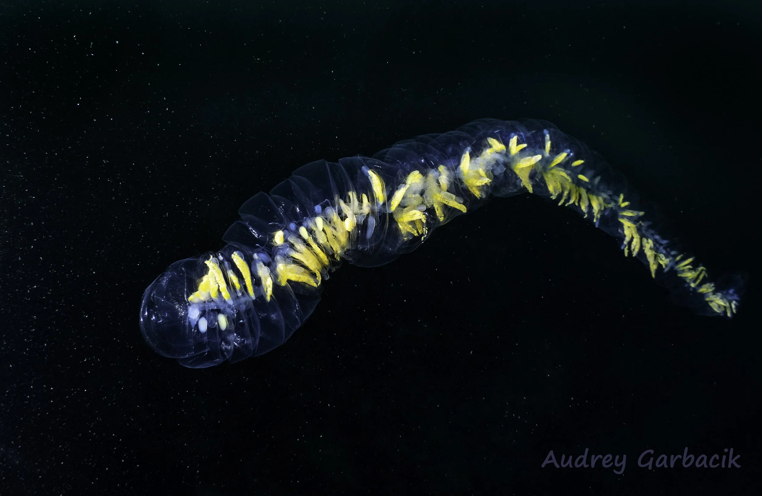 Washington & British Columbia — Colors of the Sea