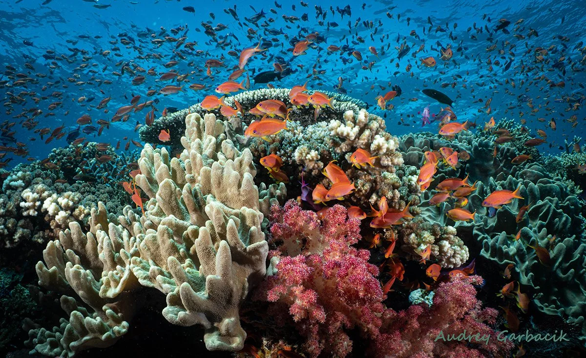 Fiji — Colors of the Sea