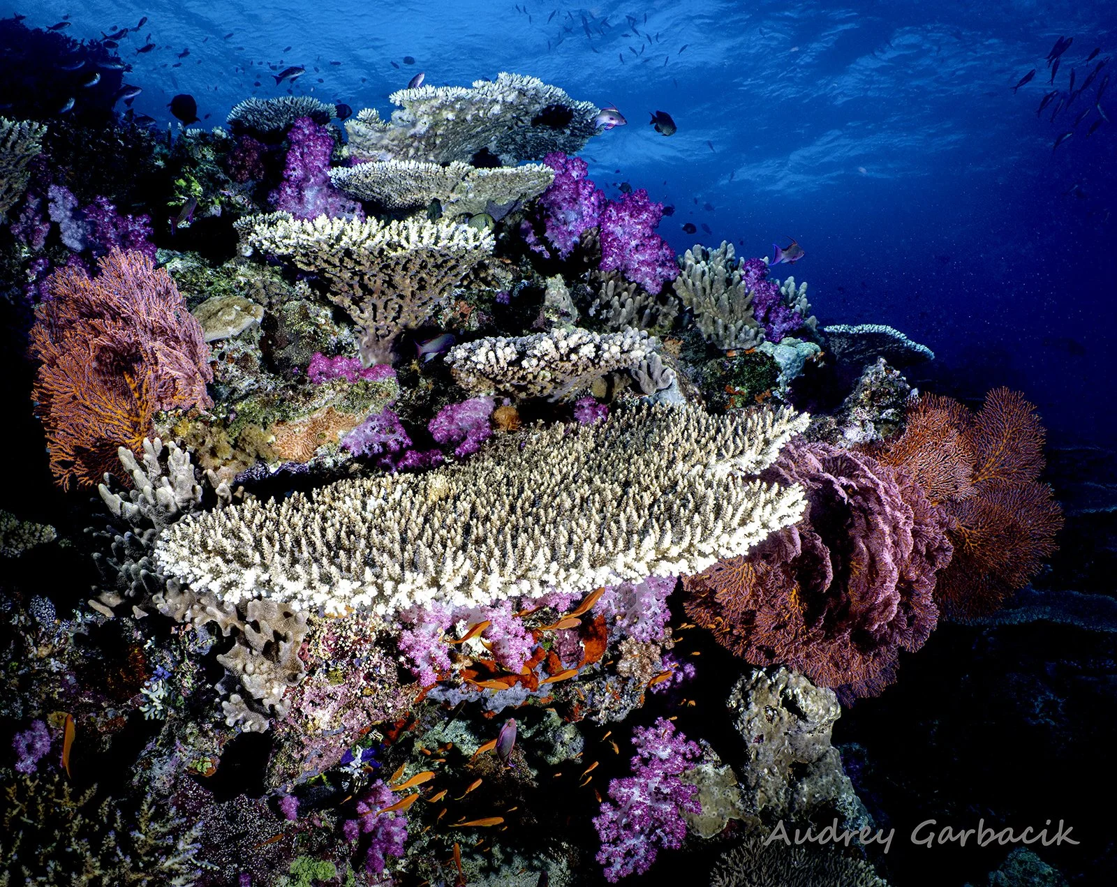 Fiji — Colors of the Sea