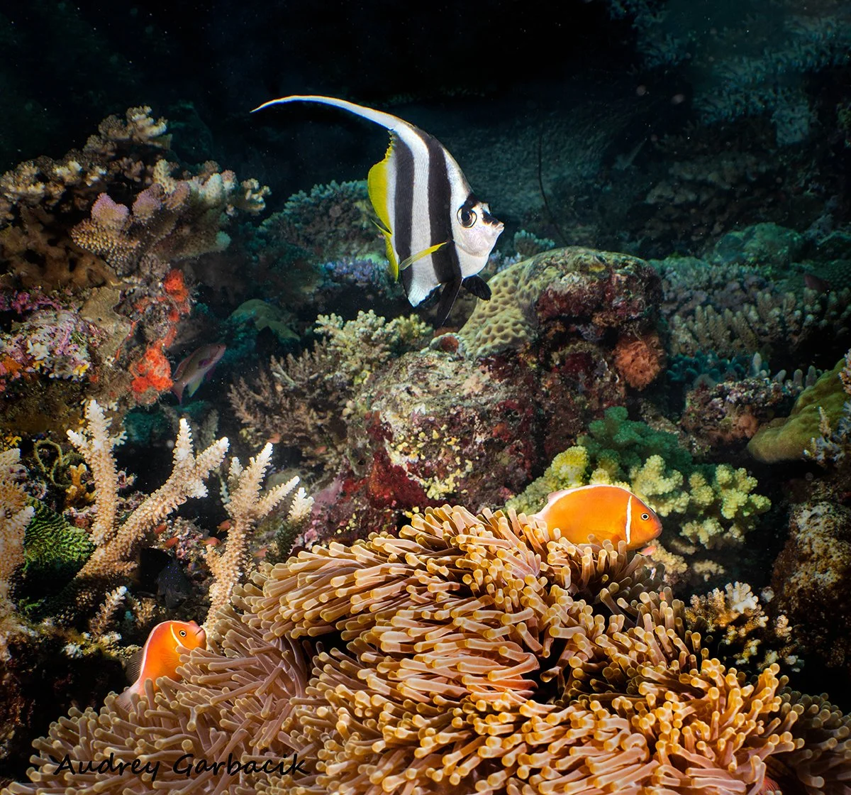 Fiji — Colors of the Sea