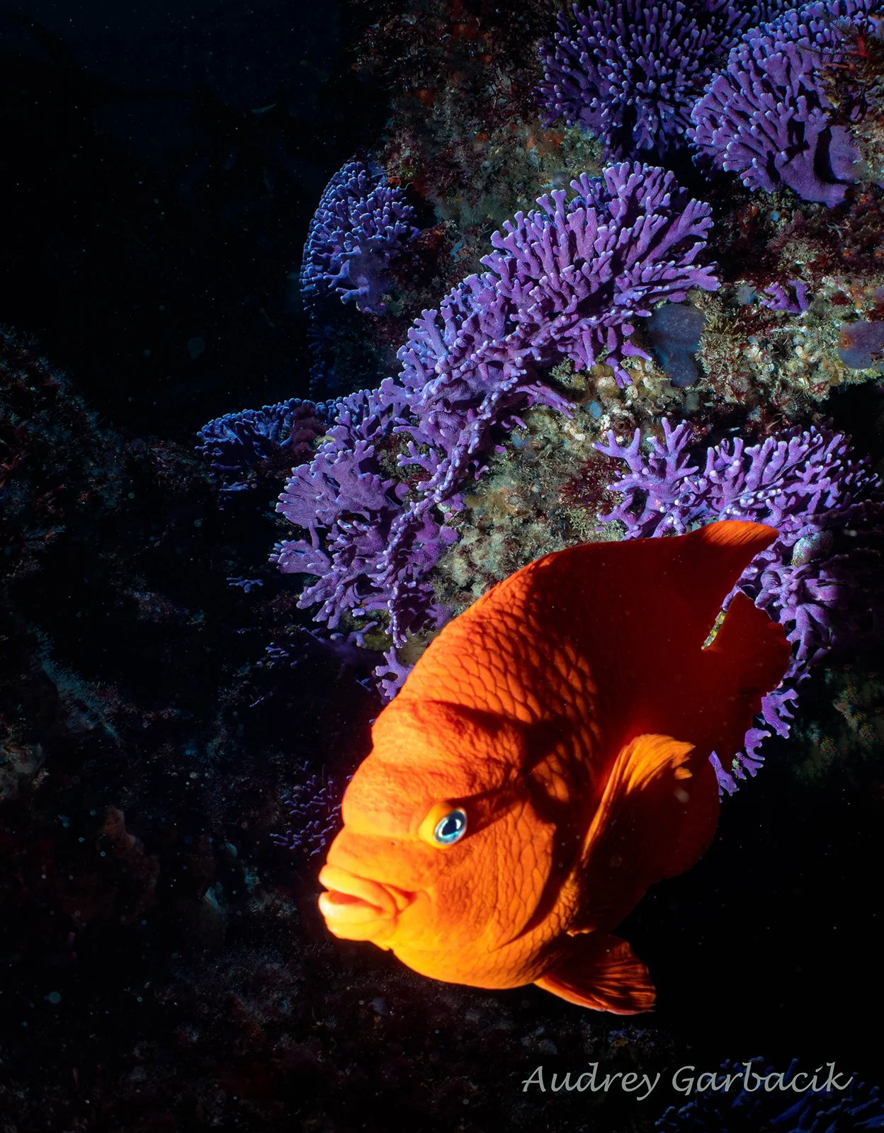 Channel Islands — Colors of the Sea