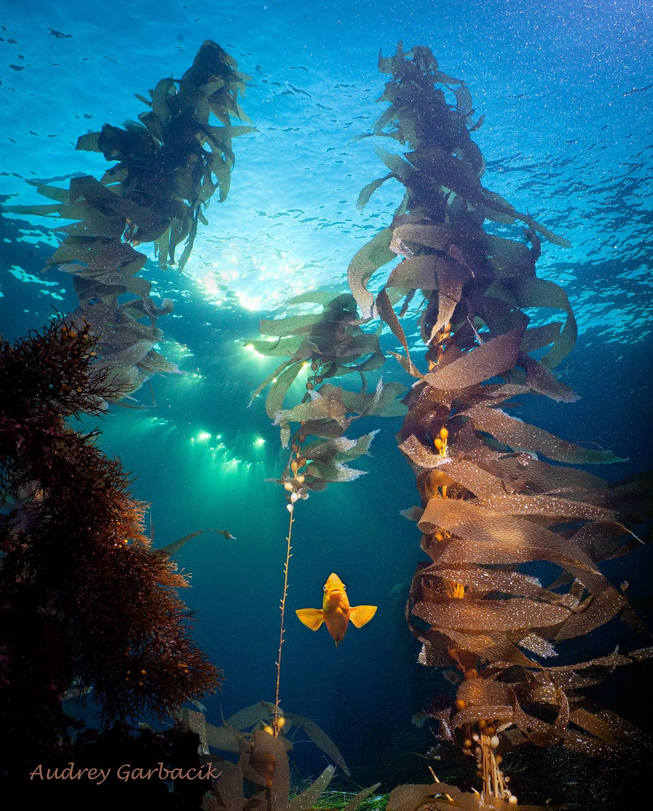 Channel Islands — Colors of the Sea