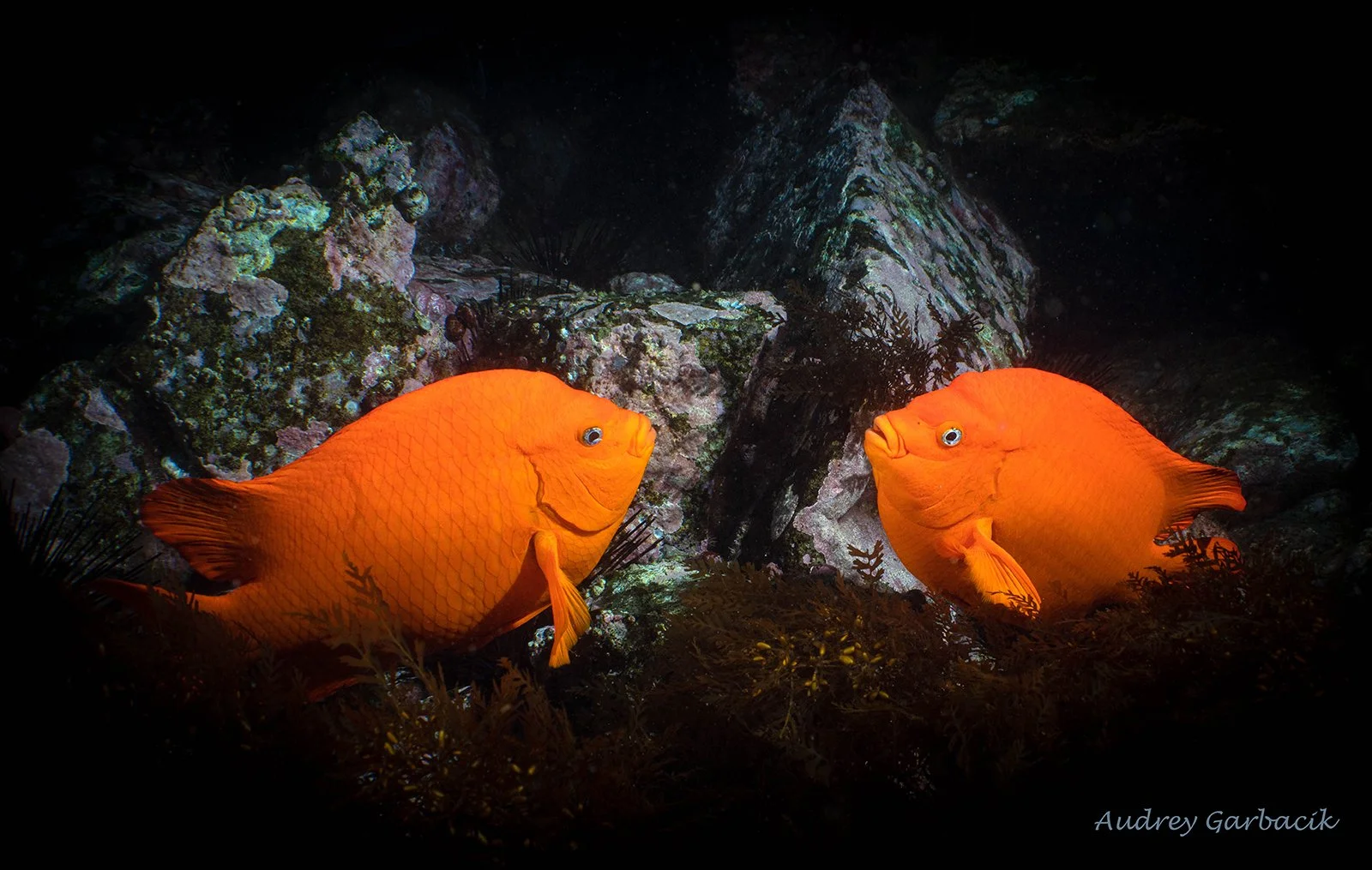 Channel Islands — Colors of the Sea