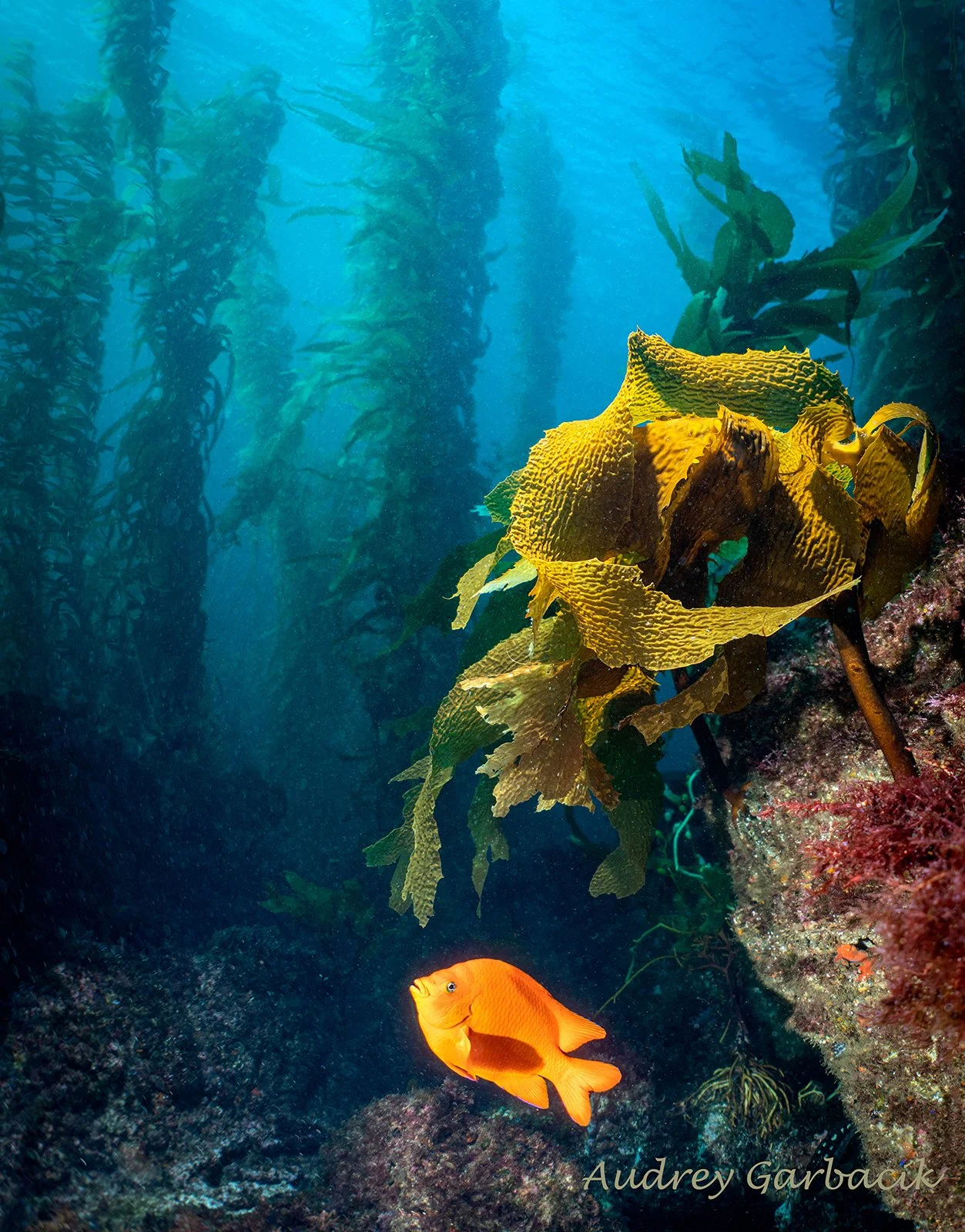 Channel Islands — Colors of the Sea