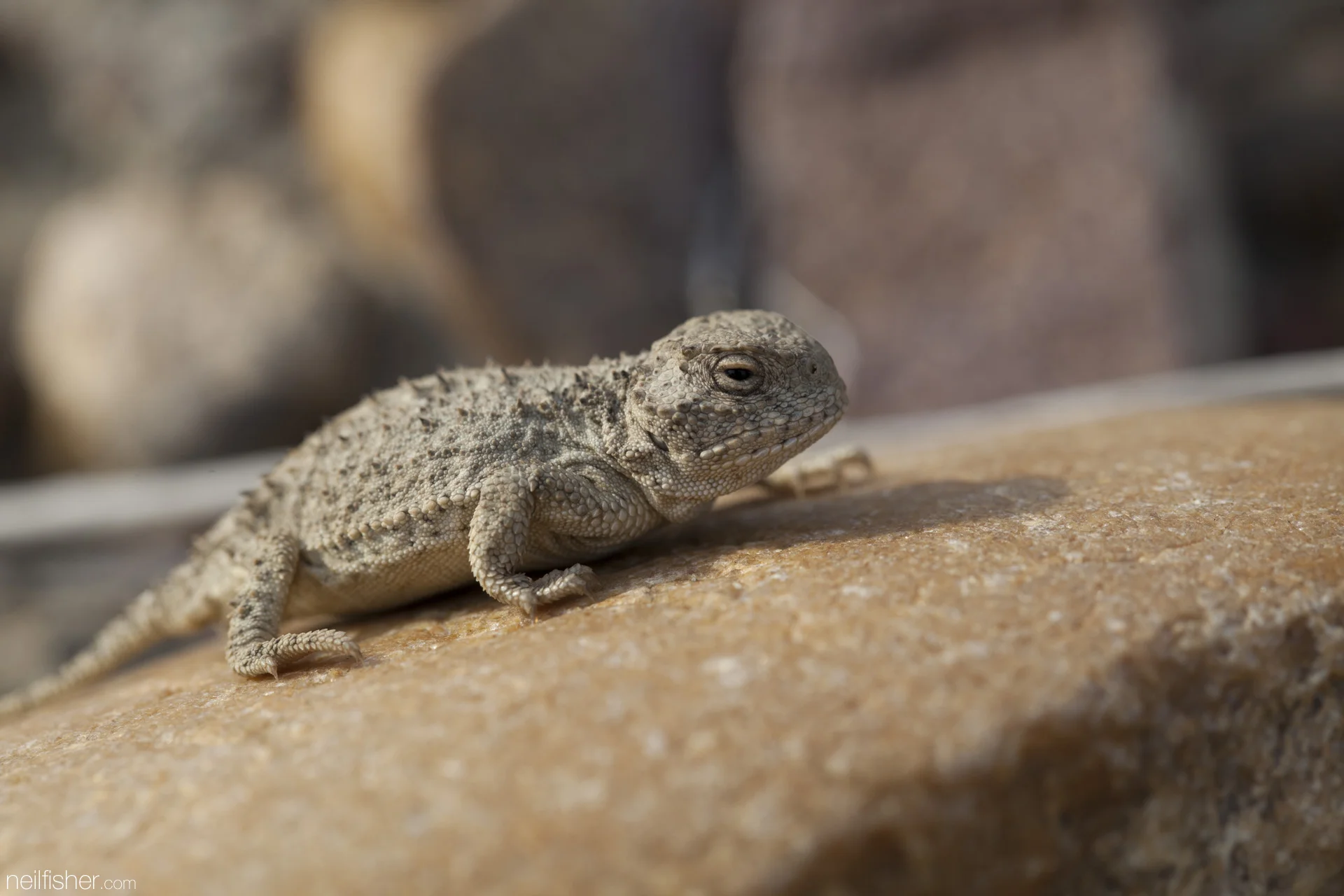 Greater Short-horned Lizard — neilfisher.com