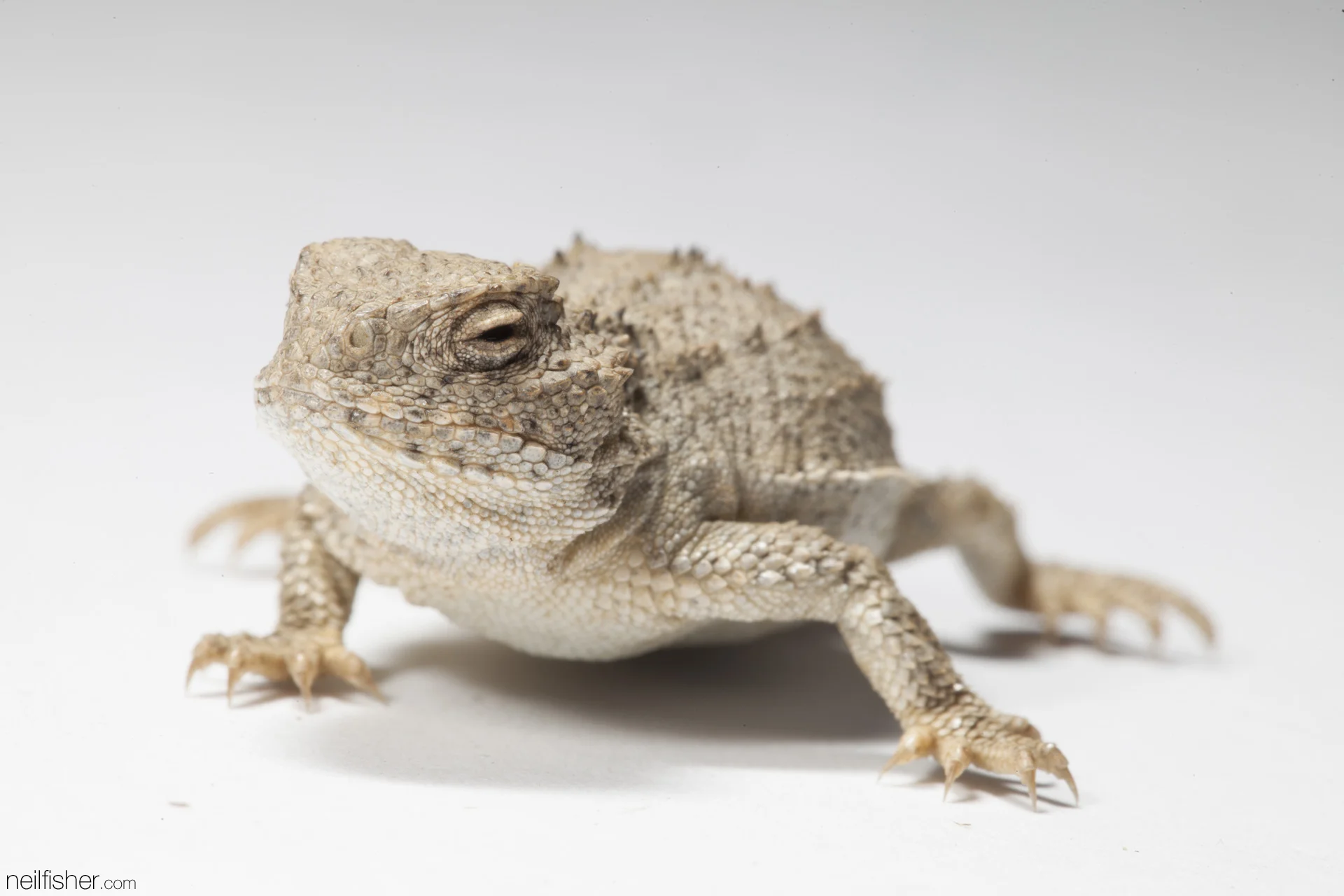 Greater Short-horned Lizard — neilfisher.com
