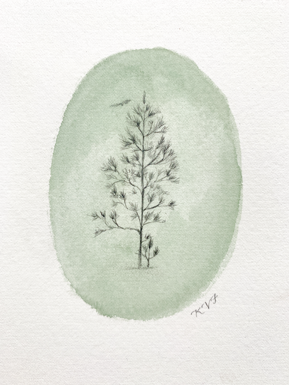 Evergreen Tree Drawing