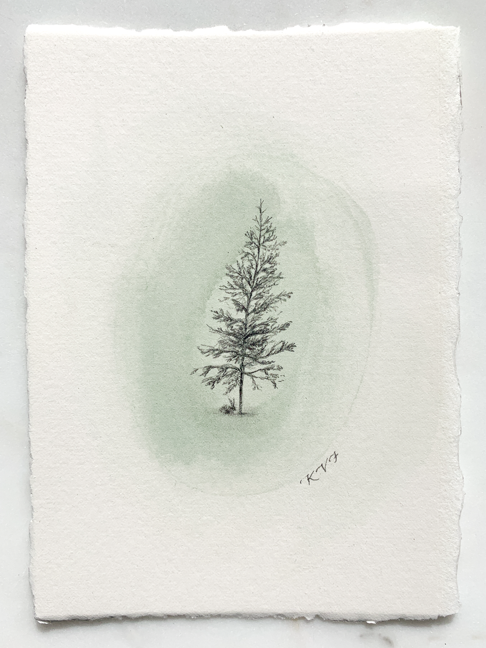 Conifer Drawing