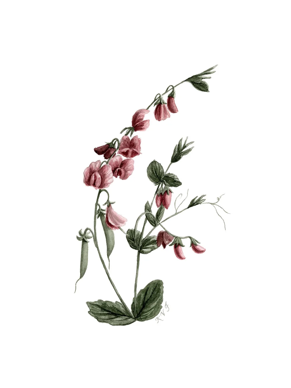 April Birth Flower Sweet Pea