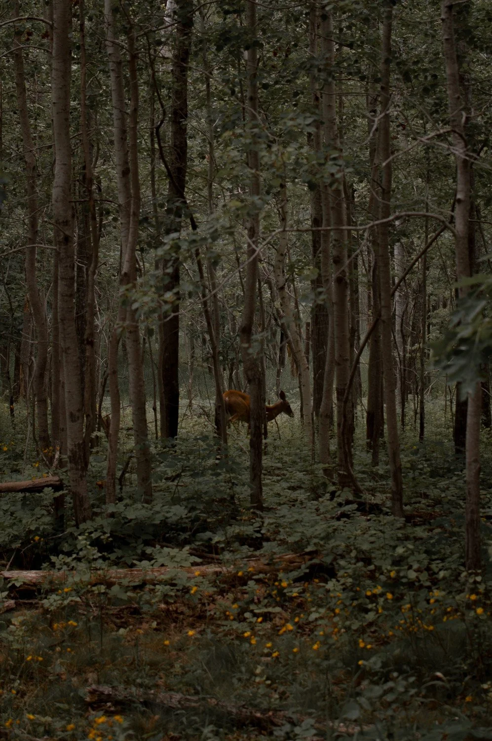 The Stirring - Inspiration Behind the Collection — Kara Valentino Ffield