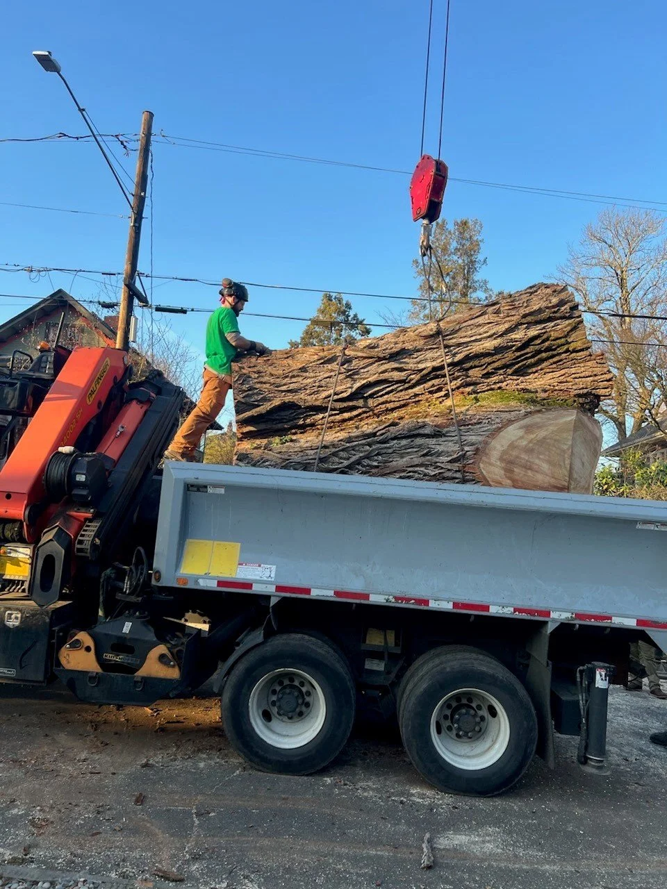 Big-Tree Loss in Portland’s Wind and Ice Storms: What’s in Our Control ...