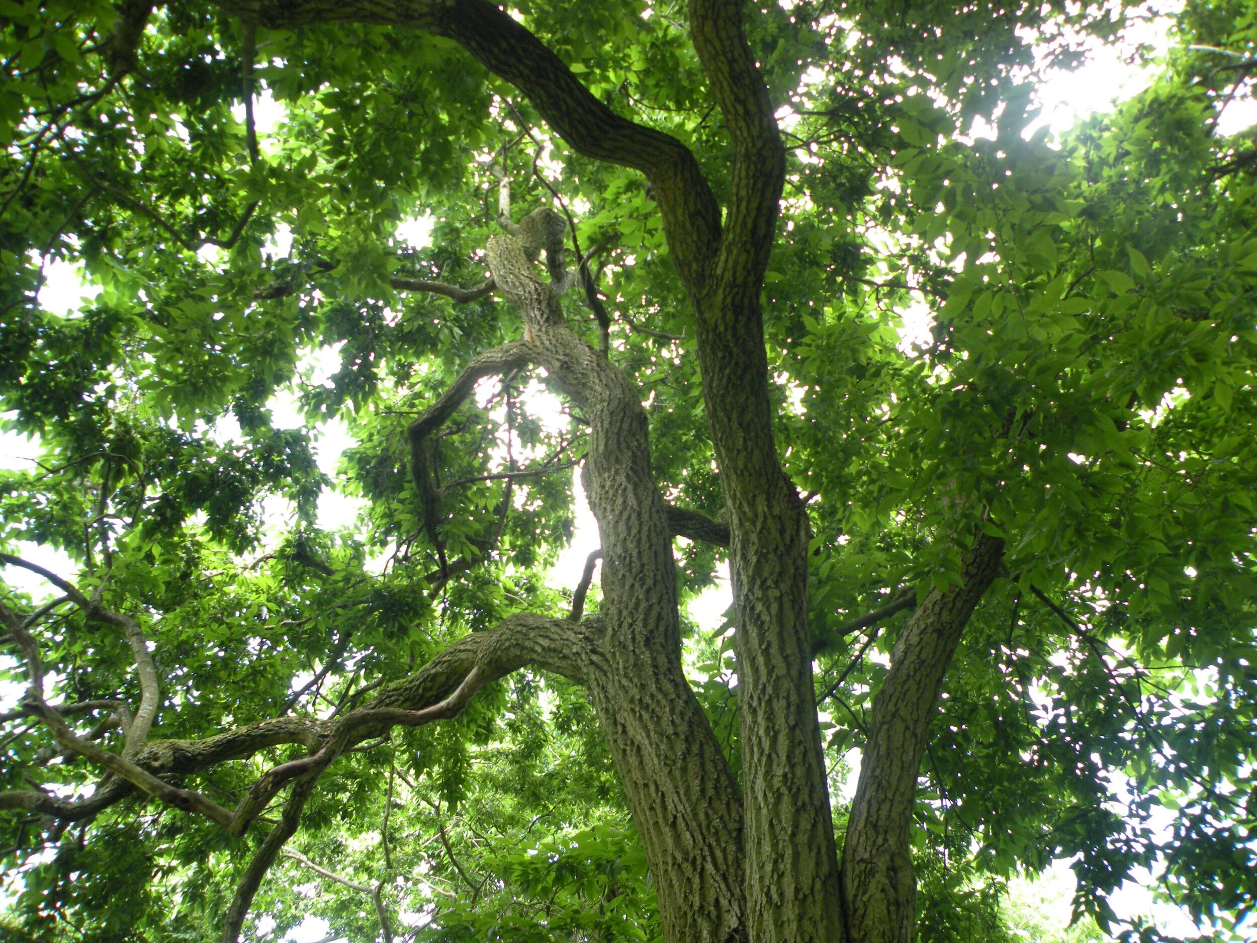 The Birth of Portland's Tree Code — Trees For Life