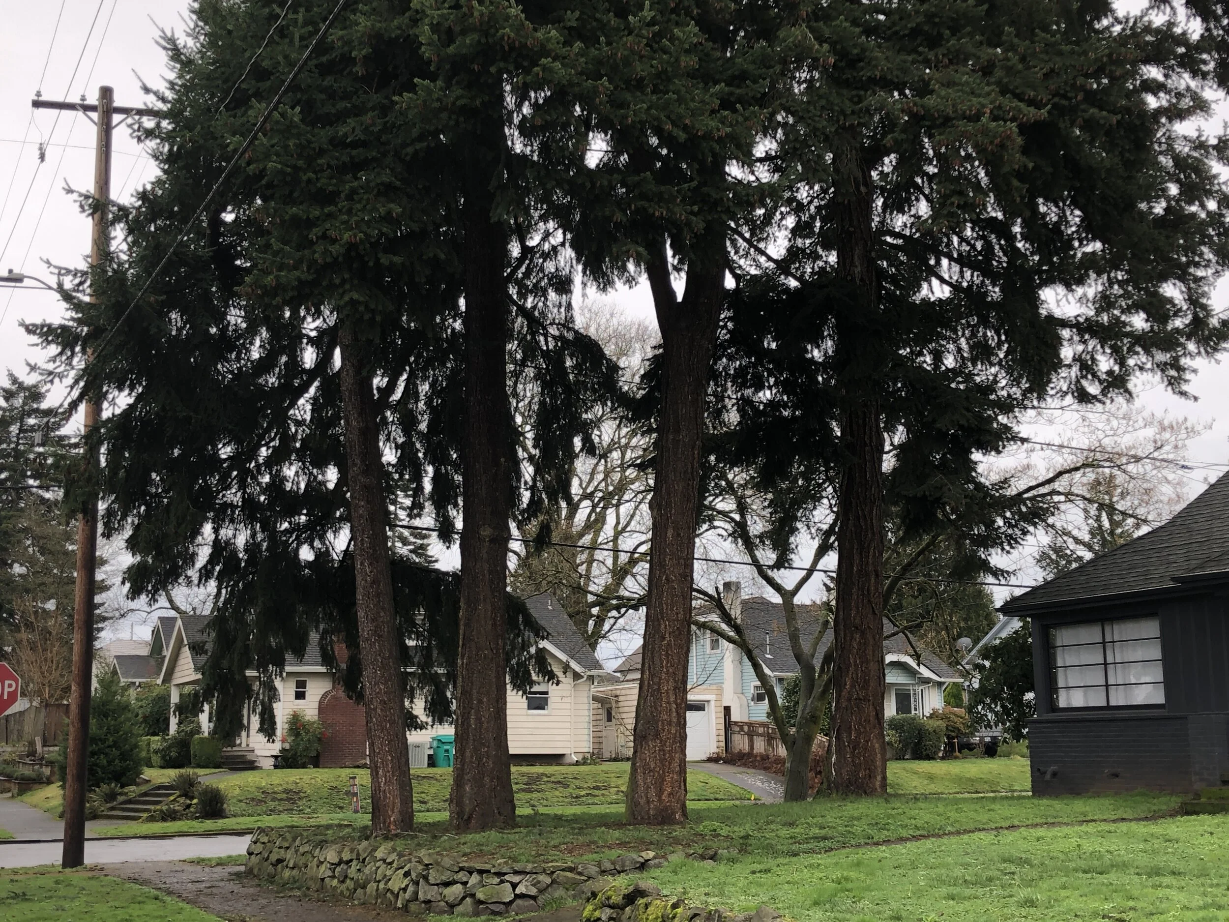 What Portland's New Density Laws Mean for Trees — Trees For Life
