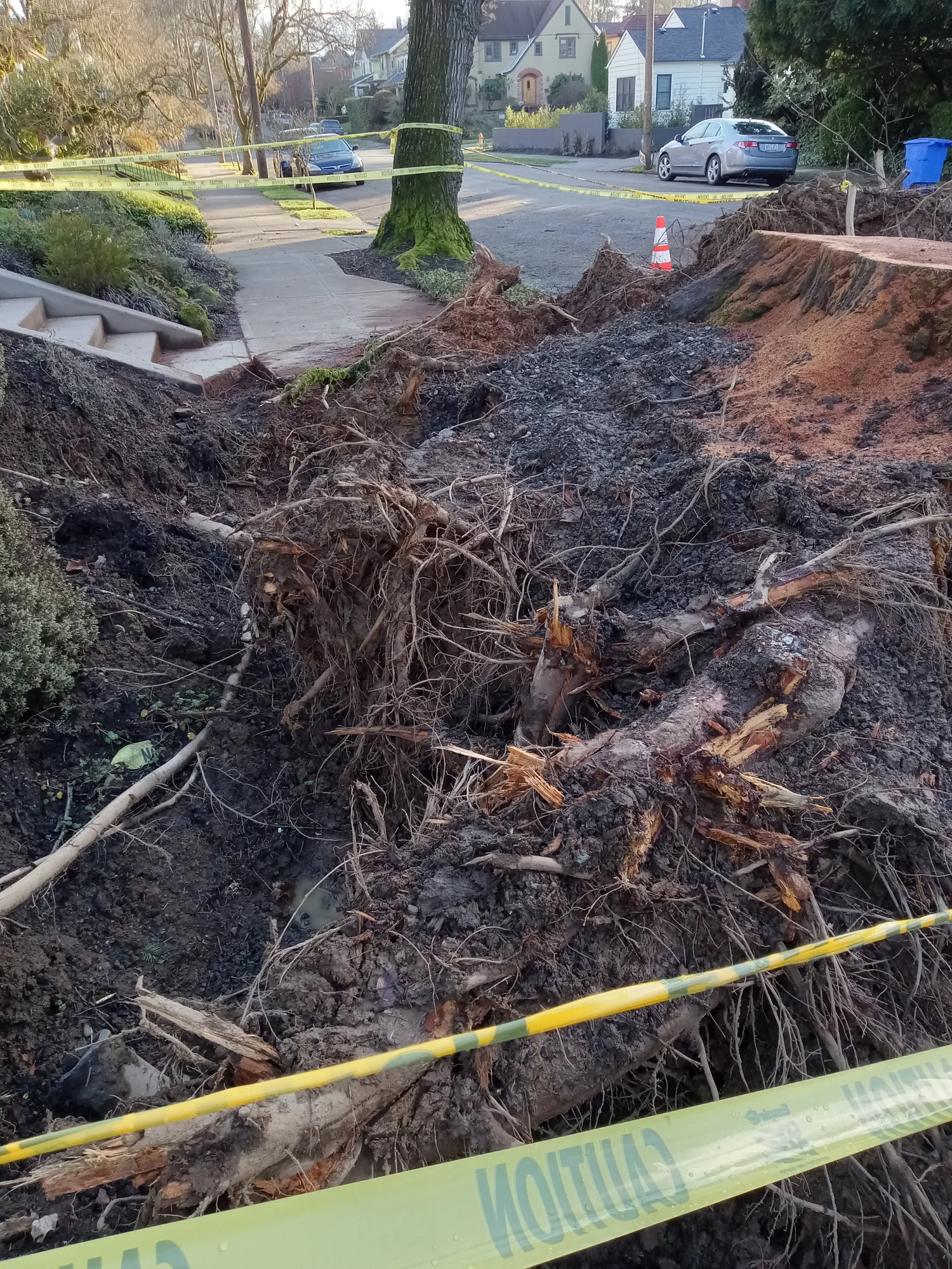 Big-Tree Loss in Portland’s Wind and Ice Storms: What’s in Our Control ...