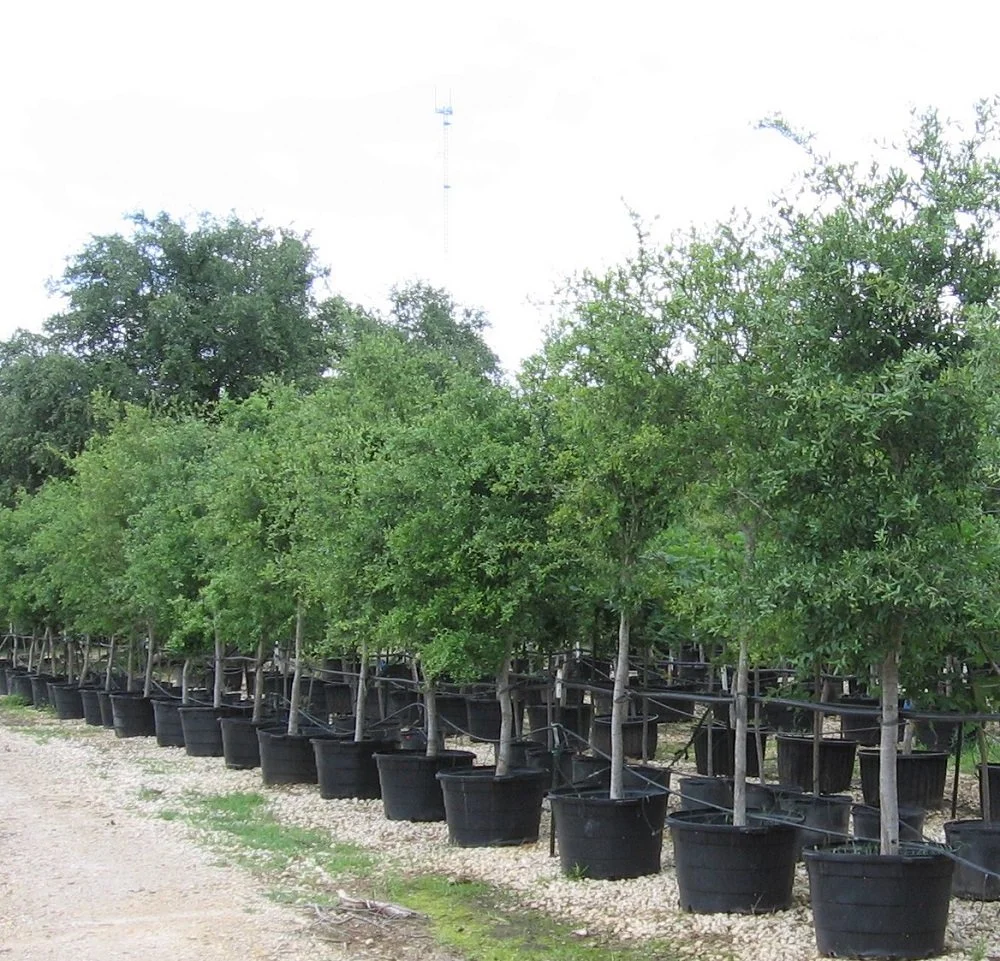 What Portland’s Doing to Plant Climate-Resilient Trees — Trees For Life
