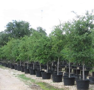 What Portland’s Doing to Plant Climate-Resilient Trees — Trees For Life