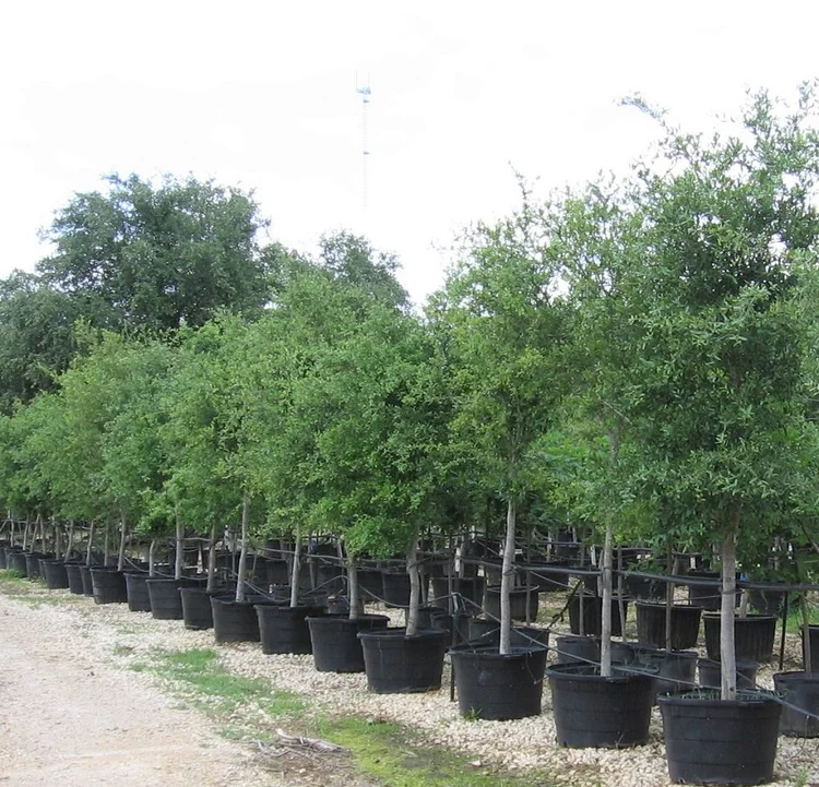 What Portland’s Doing to Plant Climate-Resilient Trees — Trees For Life