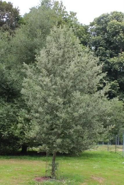 What Portland’s Doing to Plant Climate-Resilient Trees — Trees For Life