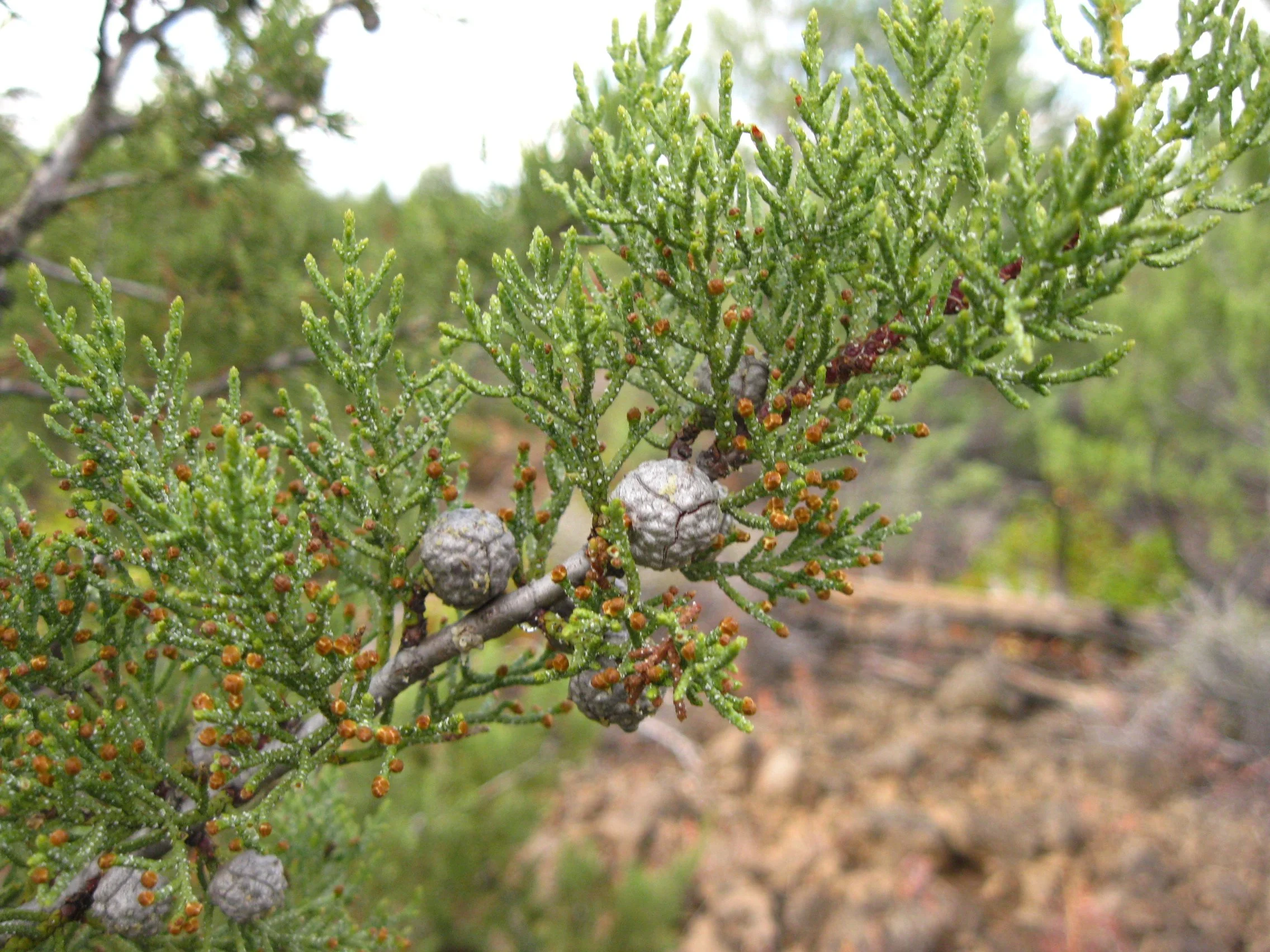 What Portland’s Doing to Plant Climate-Resilient Trees — Trees For Life
