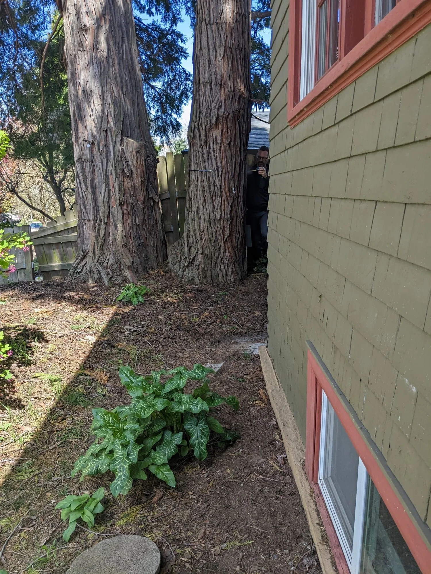 Saving Trees During Construction: One Arborist’s Inside View — Trees ...