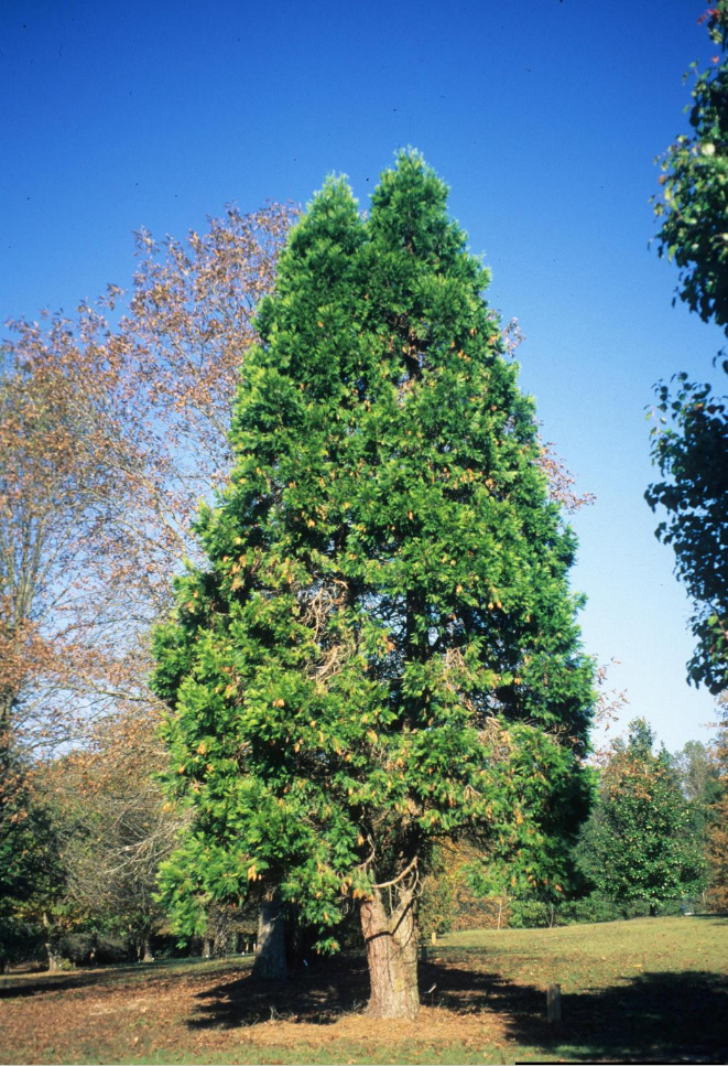 What Portland’s Doing to Plant Climate-Resilient Trees — Trees For Life
