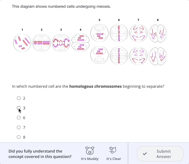 The Study Path — Codon Learning