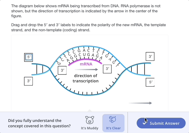 The Study Path — Codon Learning