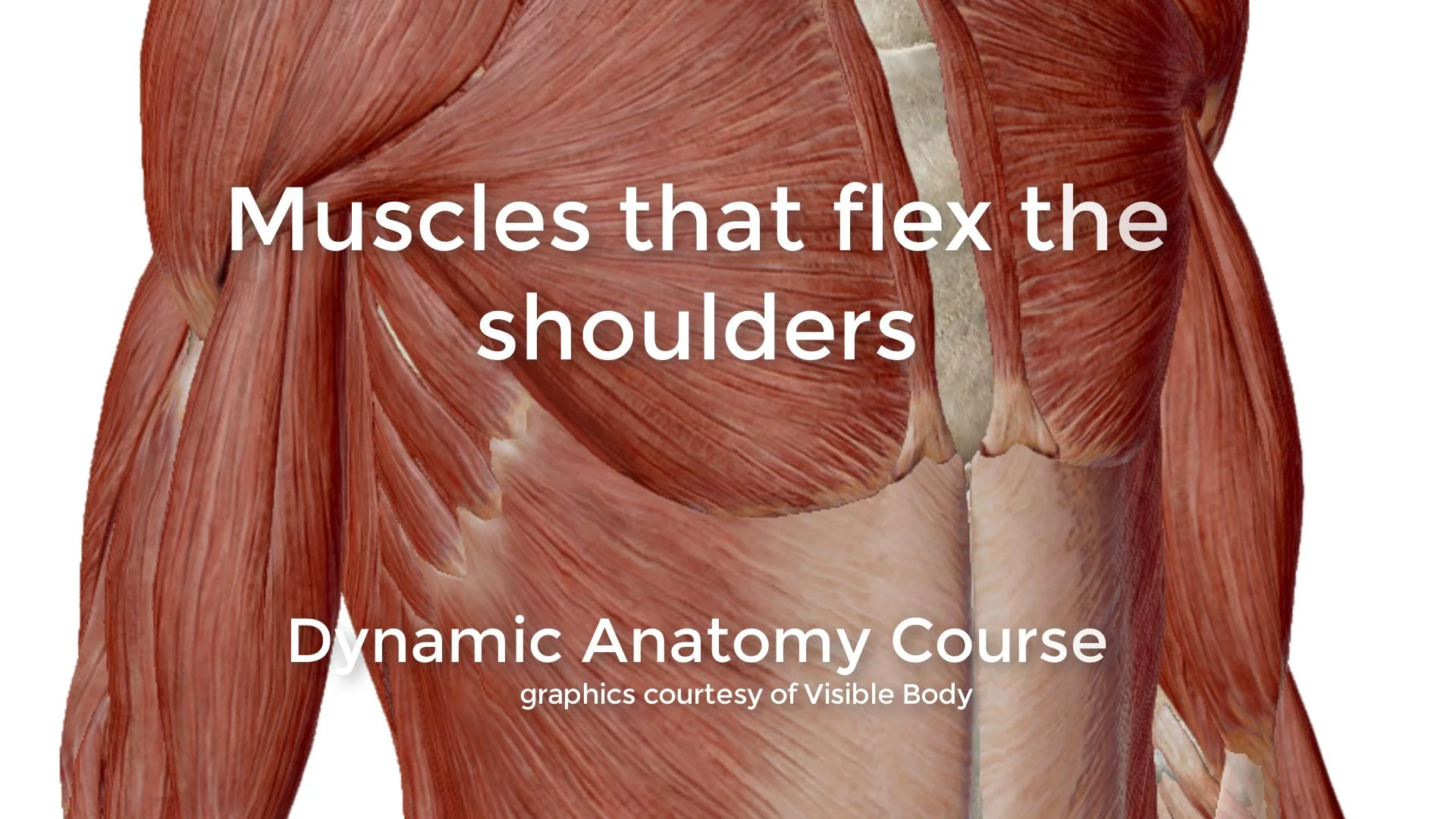 Shoulders - part 2 — Dynamic Anatomy Courses