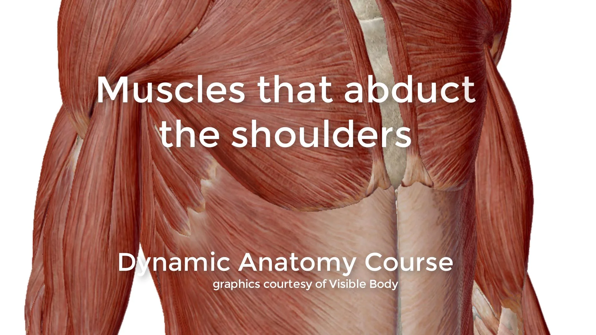 Shoulders - part 2 — Dynamic Anatomy Courses