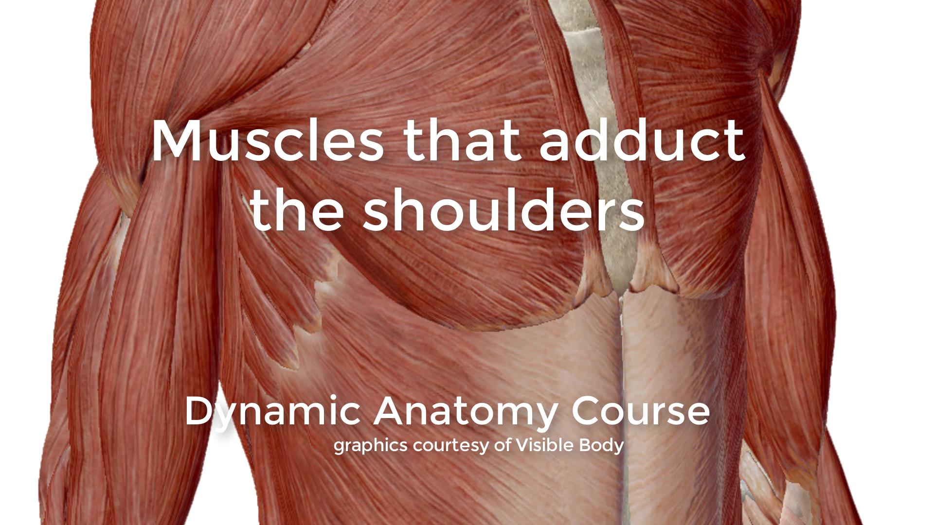 Shoulders - part 2 — Dynamic Anatomy Courses