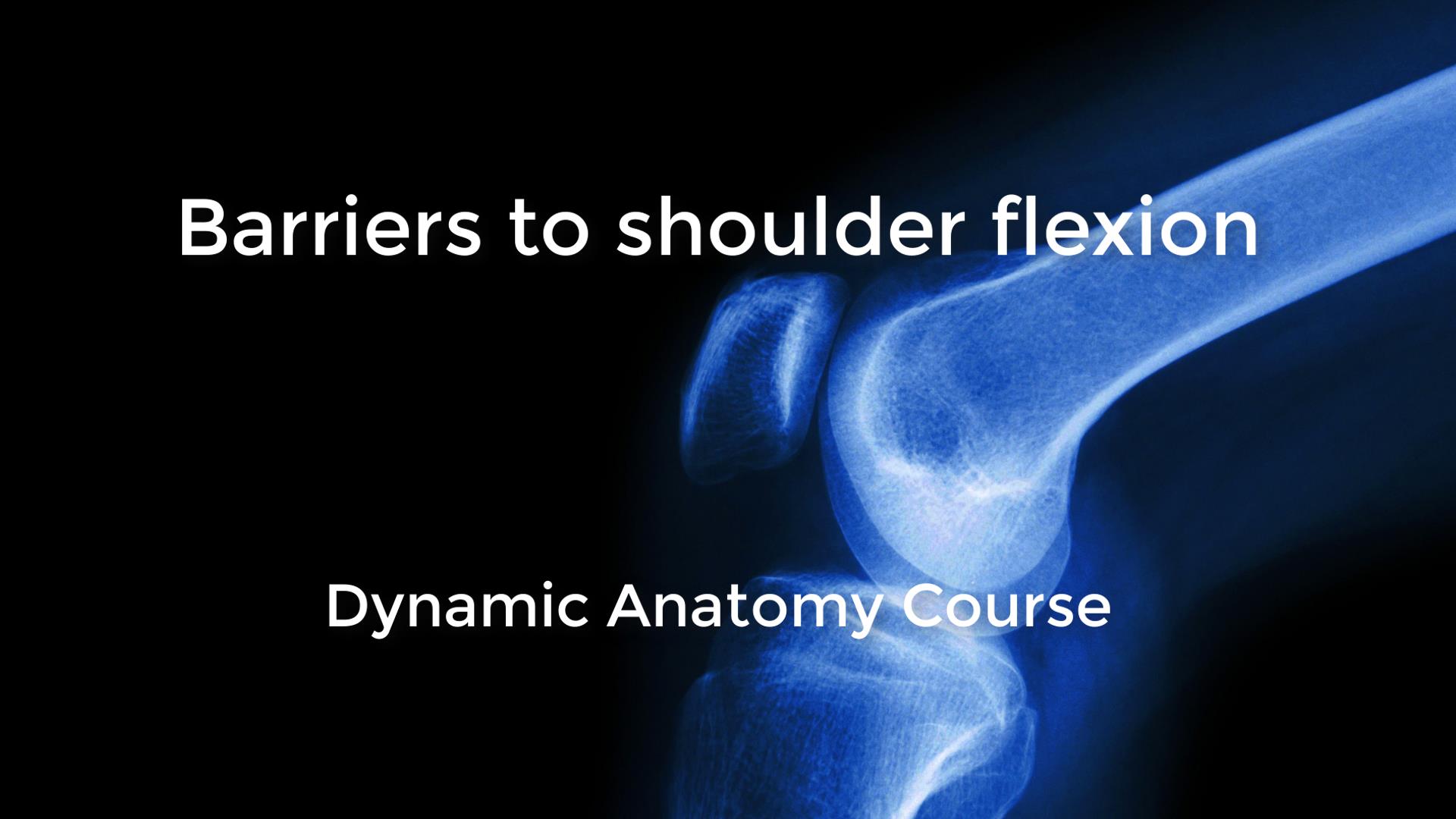 Shoulders - part 2 — Dynamic Anatomy Courses
