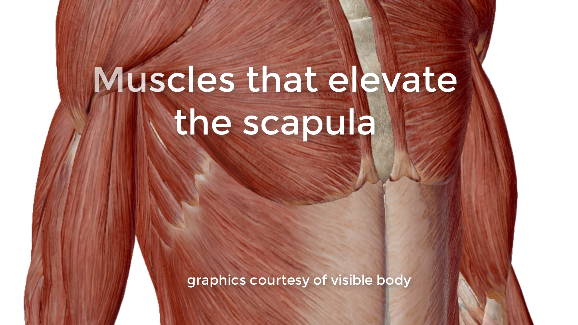 Shoulders - part 1 — Dynamic Anatomy Courses
