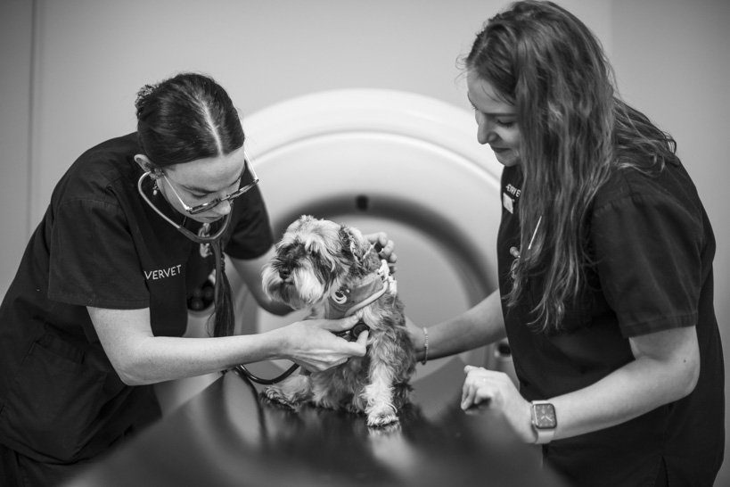 Pet CT Scanning Services In Melbourne — Evervet