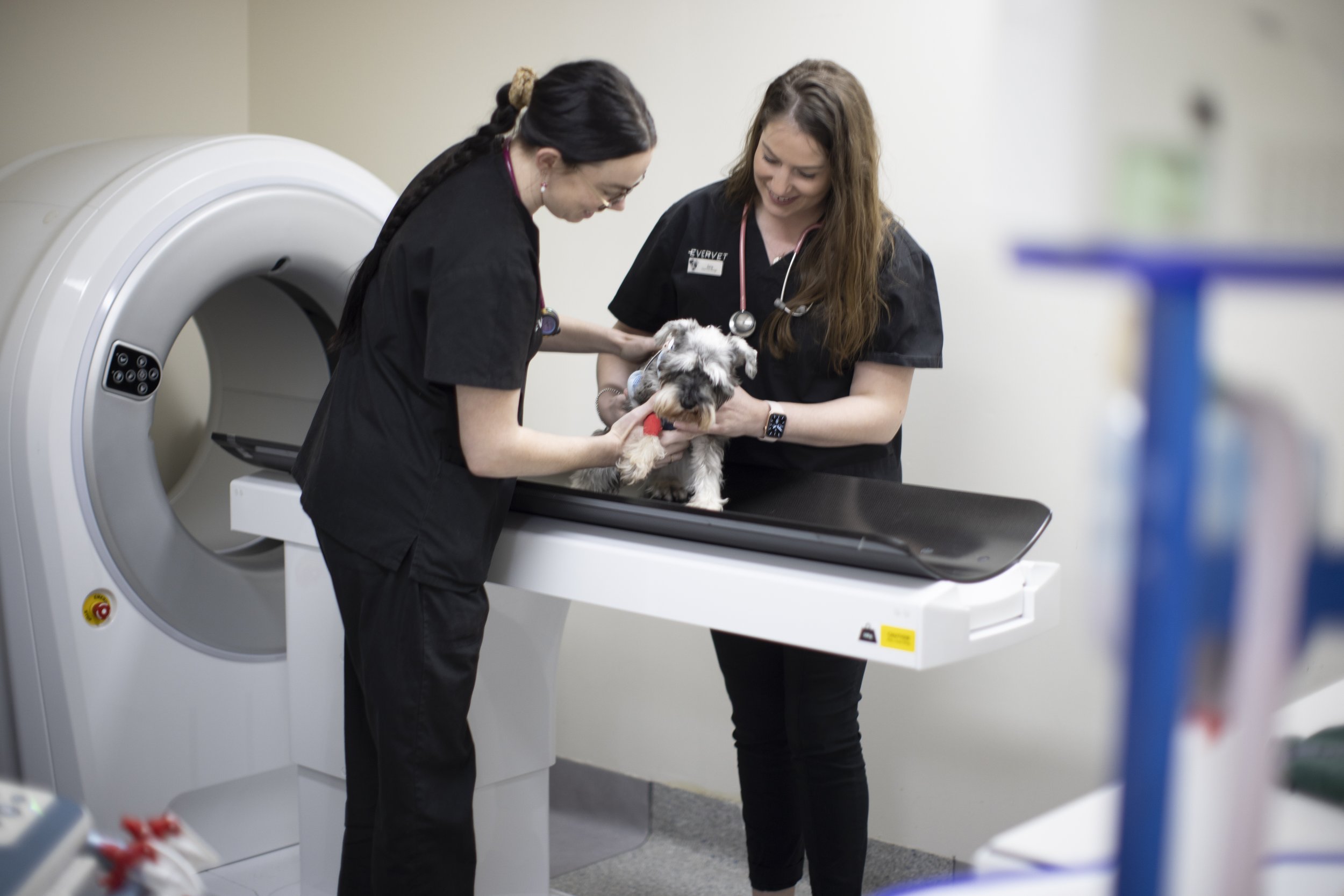 Pet CT Scanning Services In Melbourne — Evervet