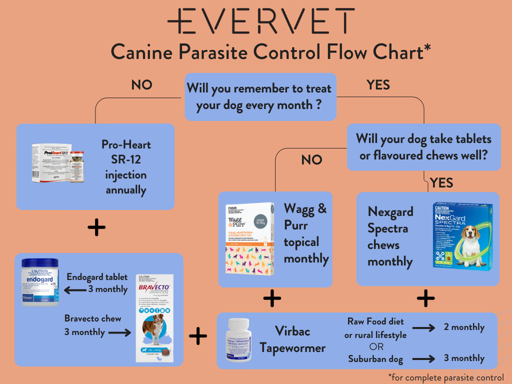 Parasite Prevention For Your Dog — Evervet