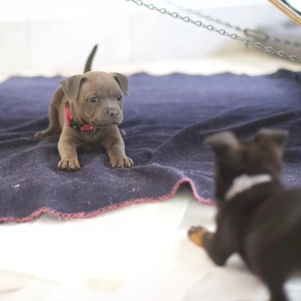 Puppy School & Behaviour Training In Melbourne — Evervet