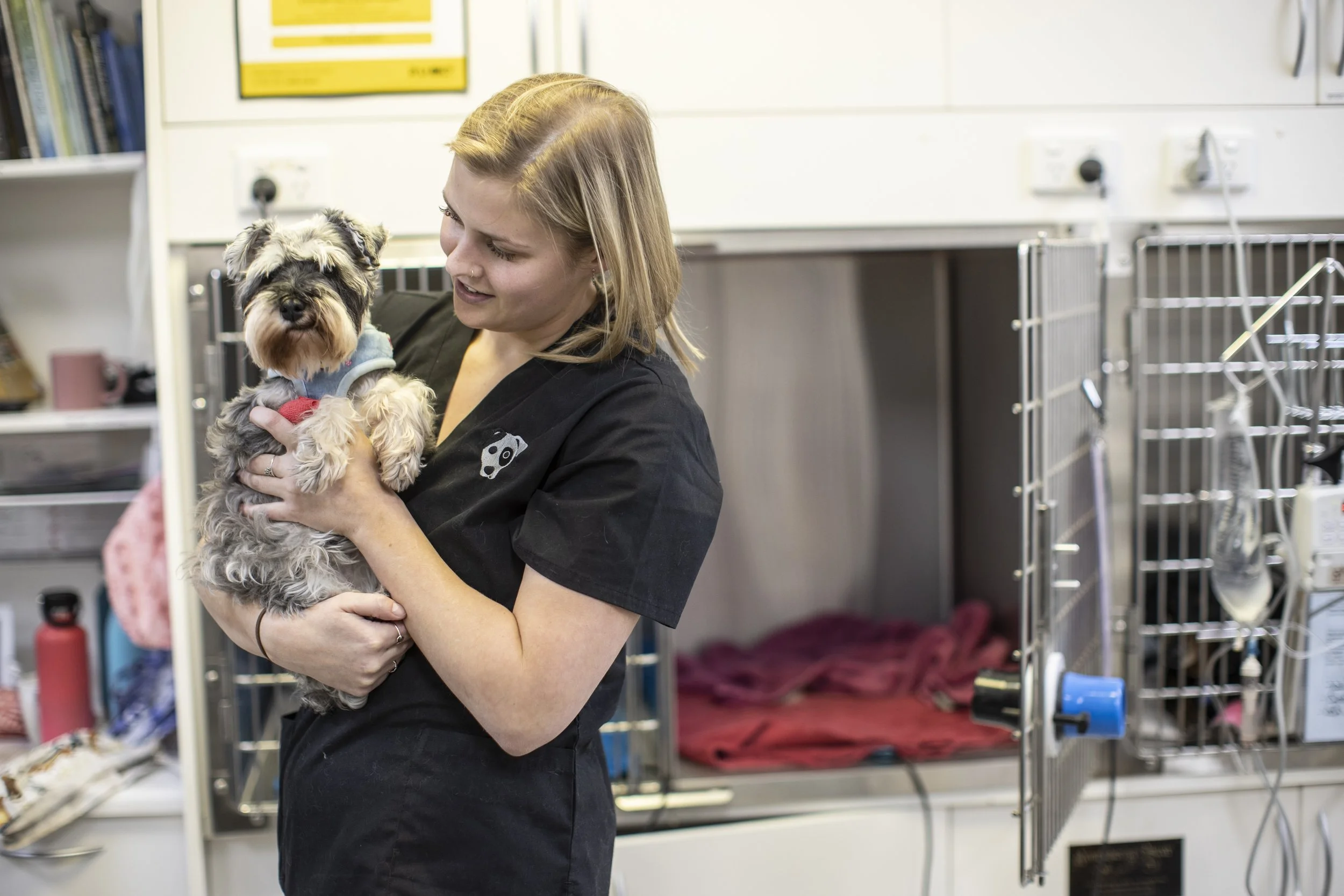 Pet Hospitalization Services | Veterinary Hospital — Evervet