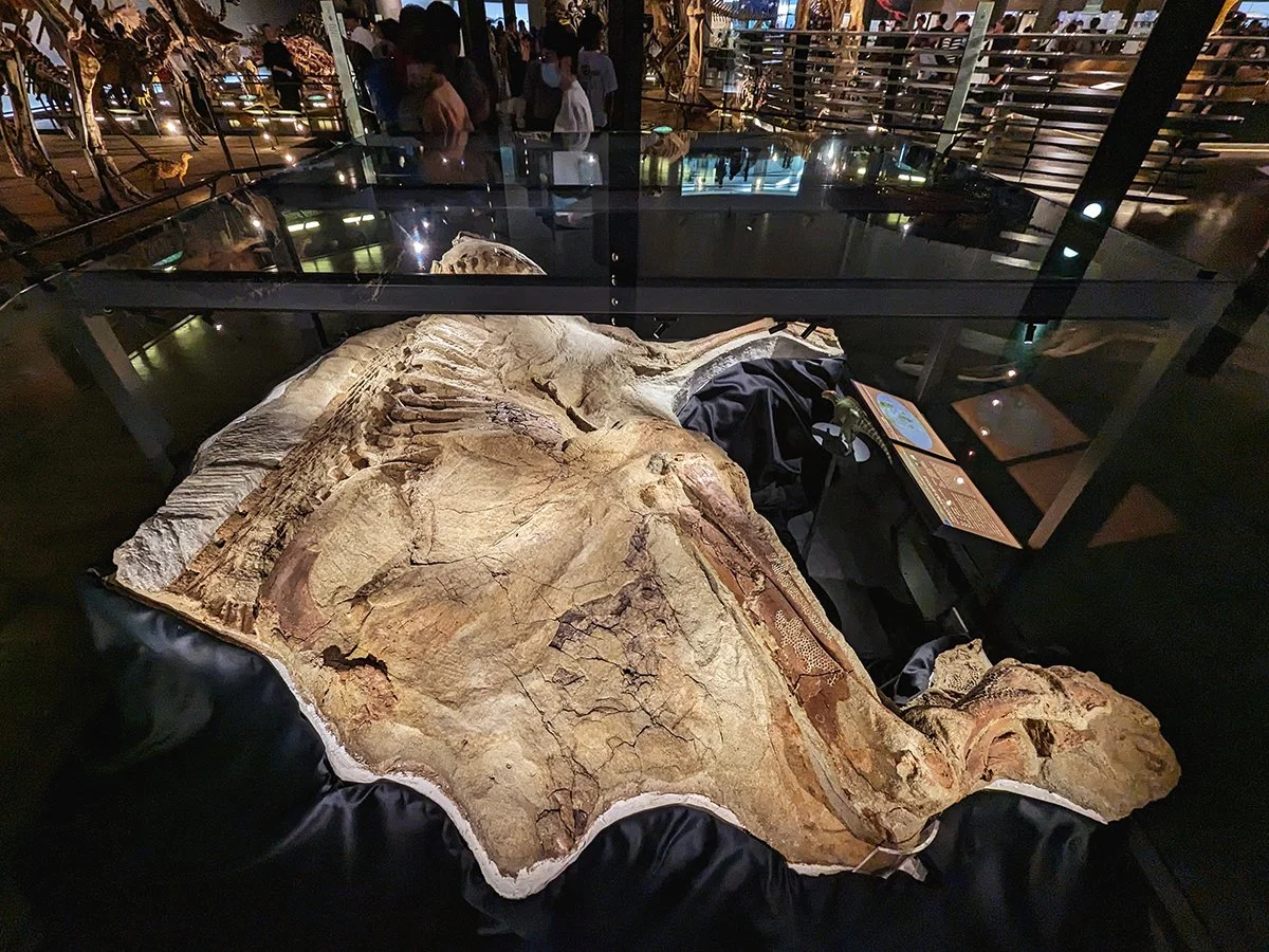 The Updated Fukui Prefectural Dinosaur Museum — Danny With Love