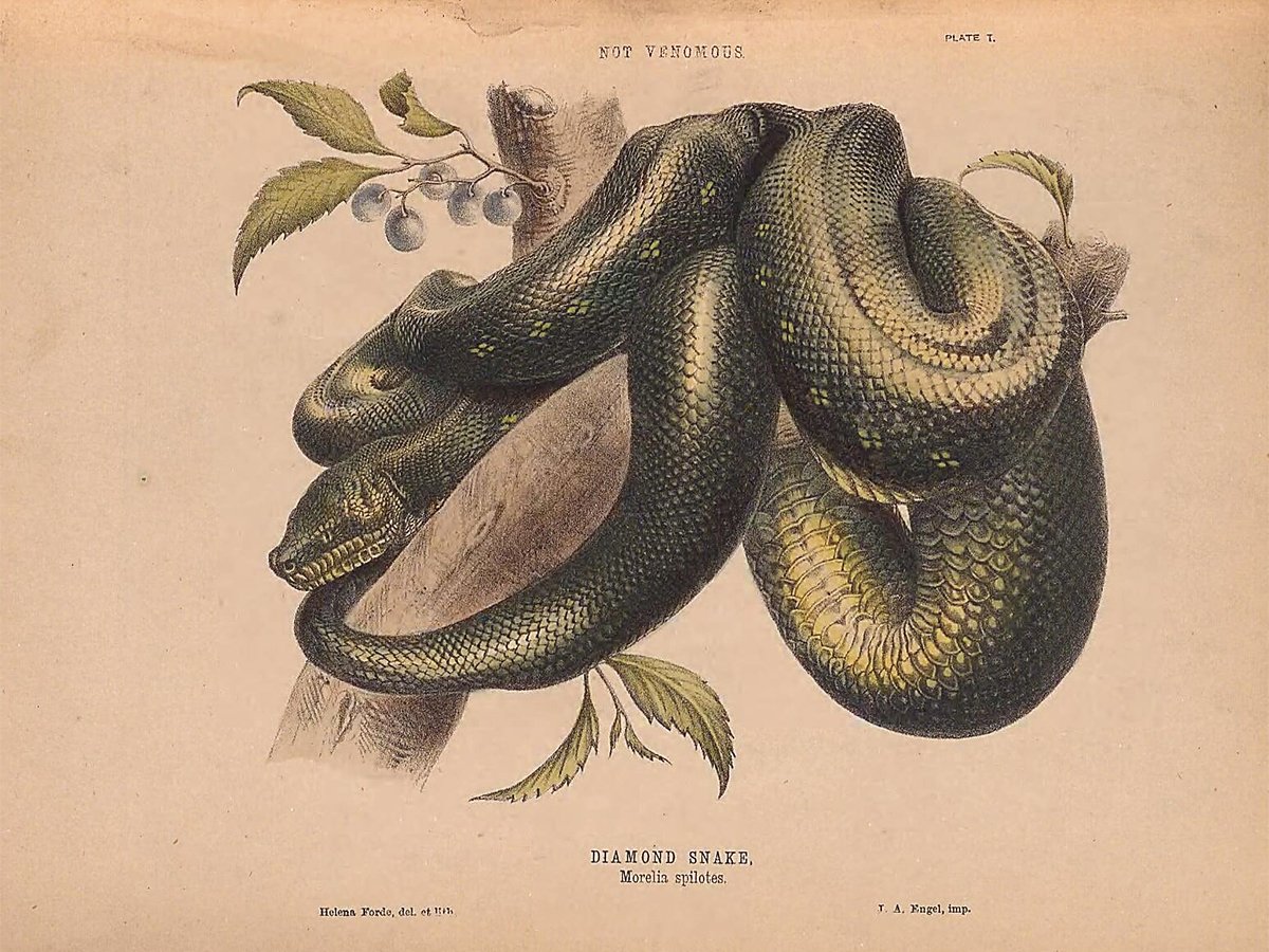 From Folklore to Fine Art: An Anthology of the Snake — Danny With Love