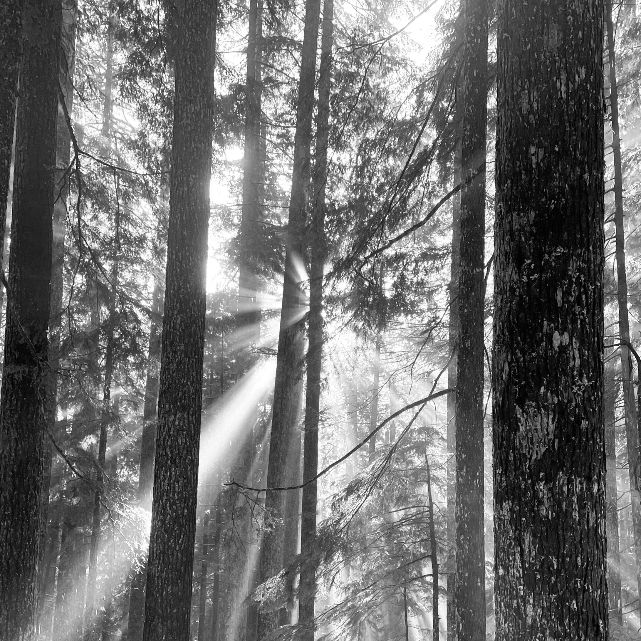 Yellow Arrow Vignette — Yellow Arrow Publishing