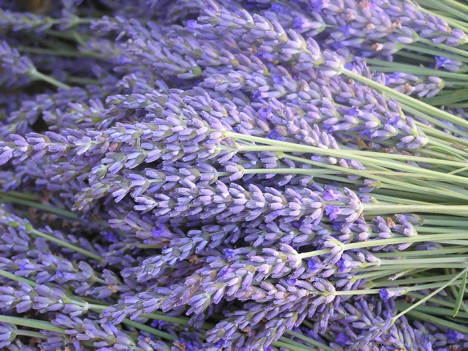 The Benefits of Lavender — The Giving Place