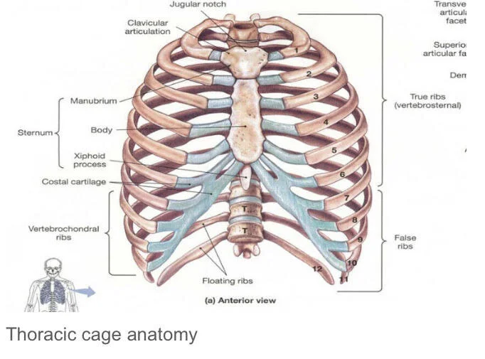 True Ribs Anatomy
