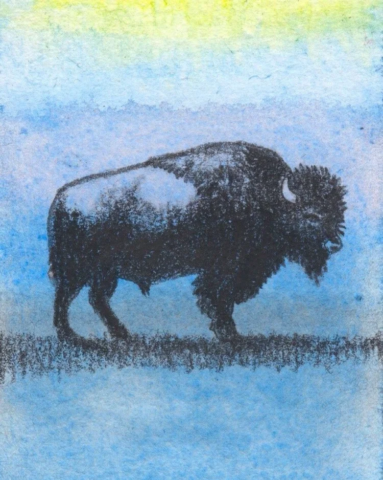 Buffalo Dreamer