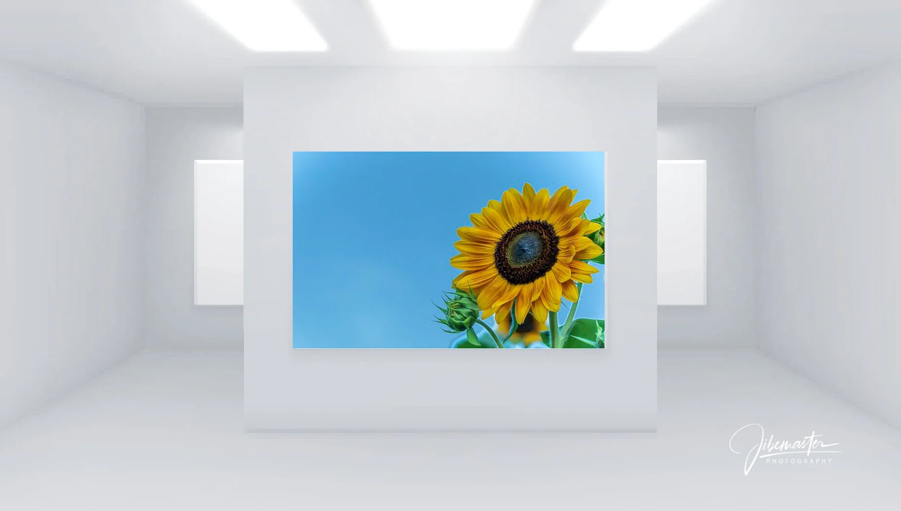 Virtual Gallery — JibeMaster Photography | Jack Mara | Cape Cod ...