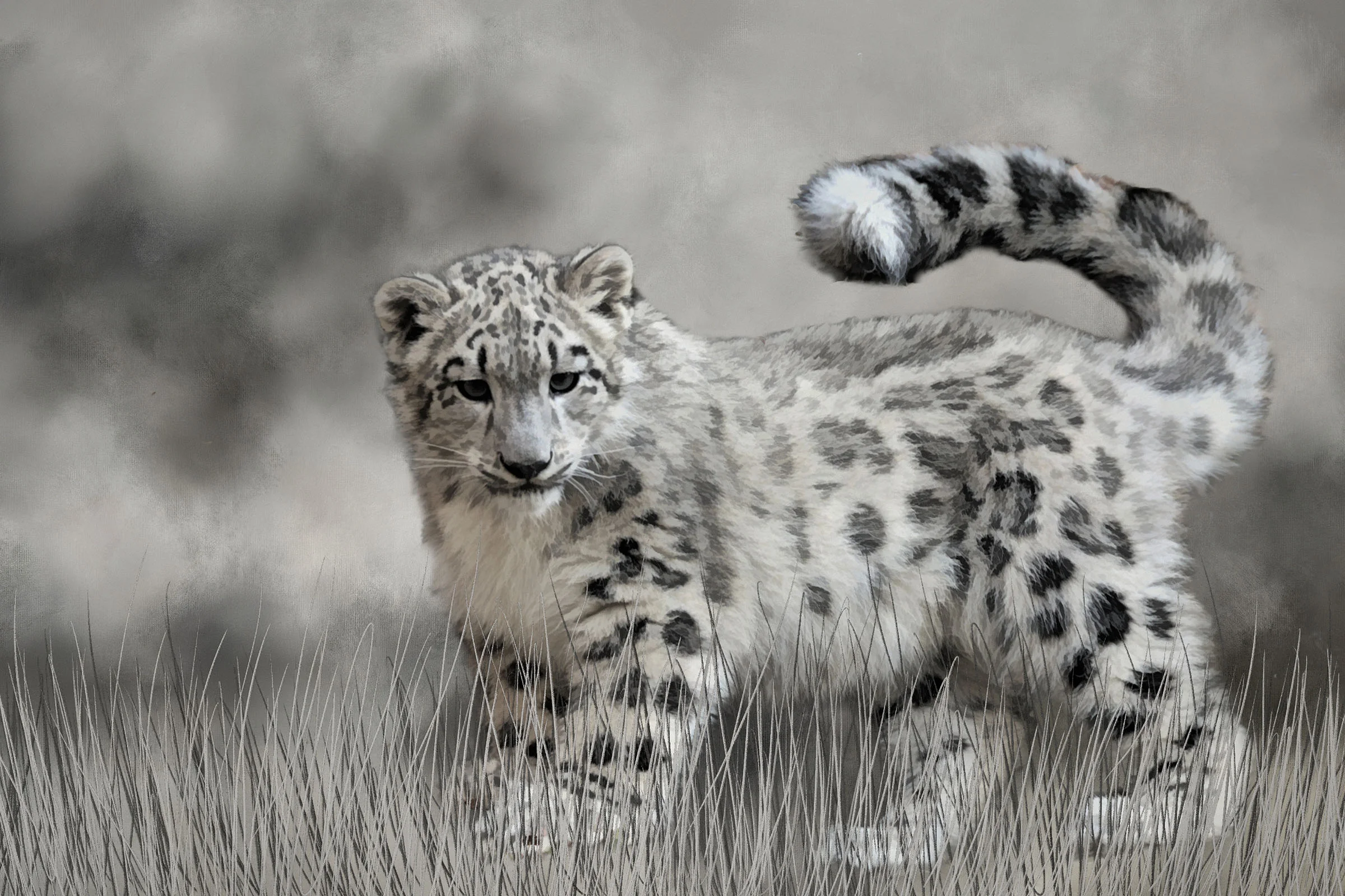 Snow Leopard Kittens In Snow