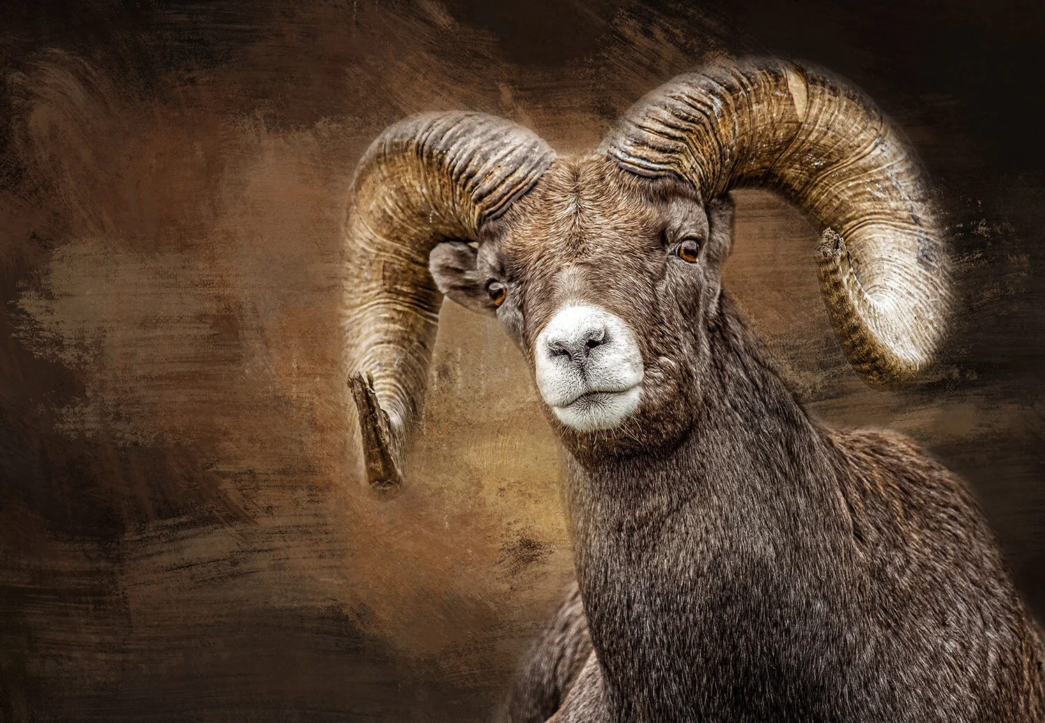 Sheep Front View