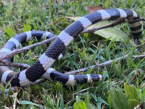 Eastern Bandy-bandy — Murwillumbah Snake Catchers