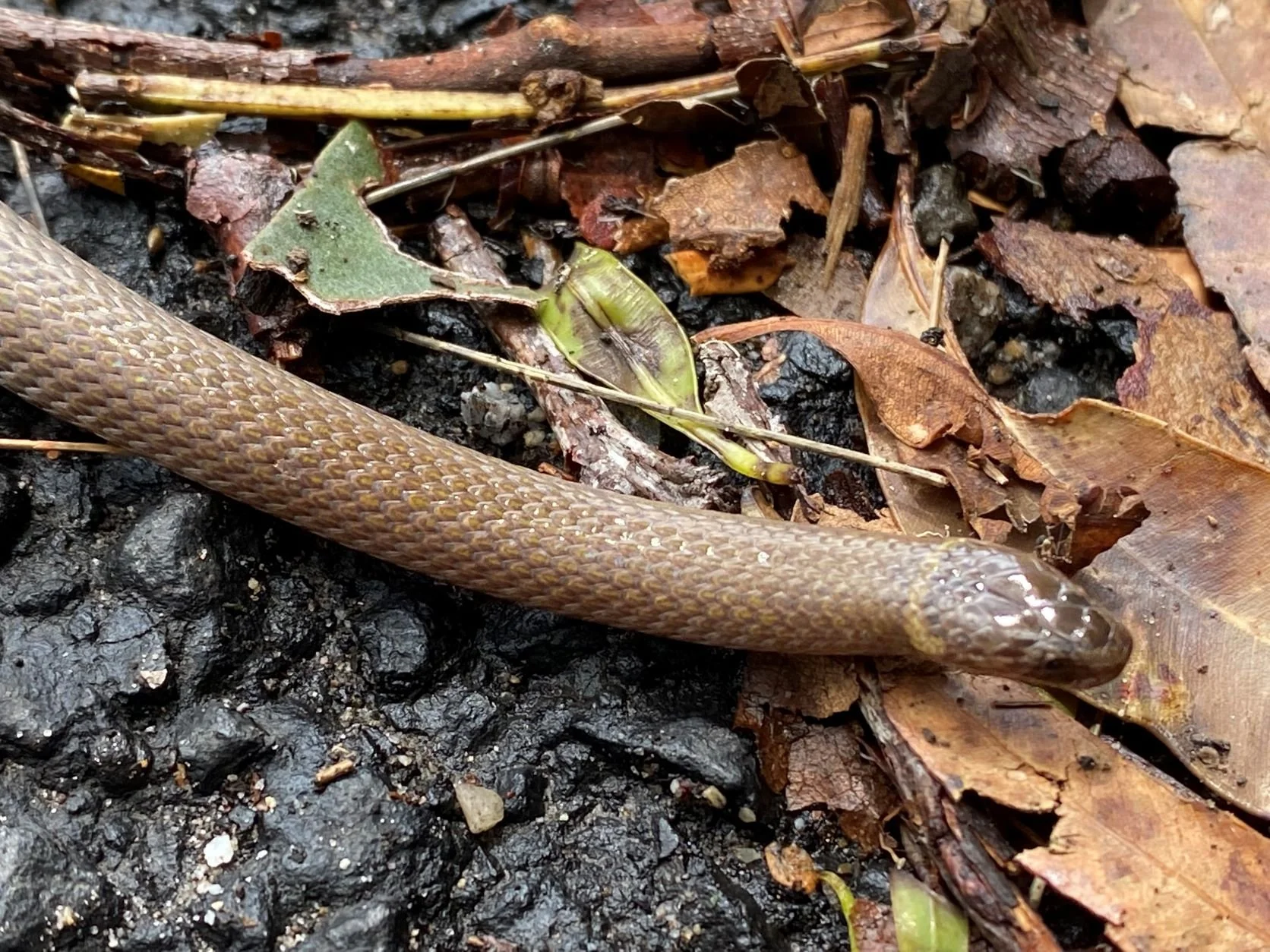 Southern Dwarf Crowned Snake — Murwillumbah Snake Catchers