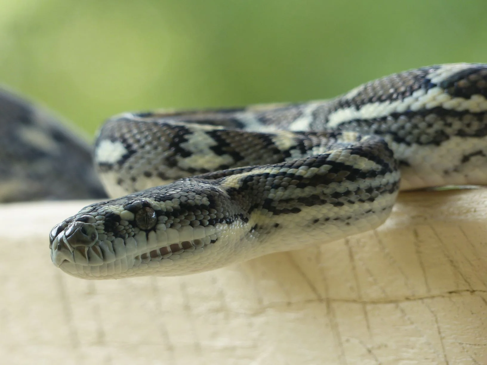 Coastal Carpet Python — Murwillumbah Snake Catchers